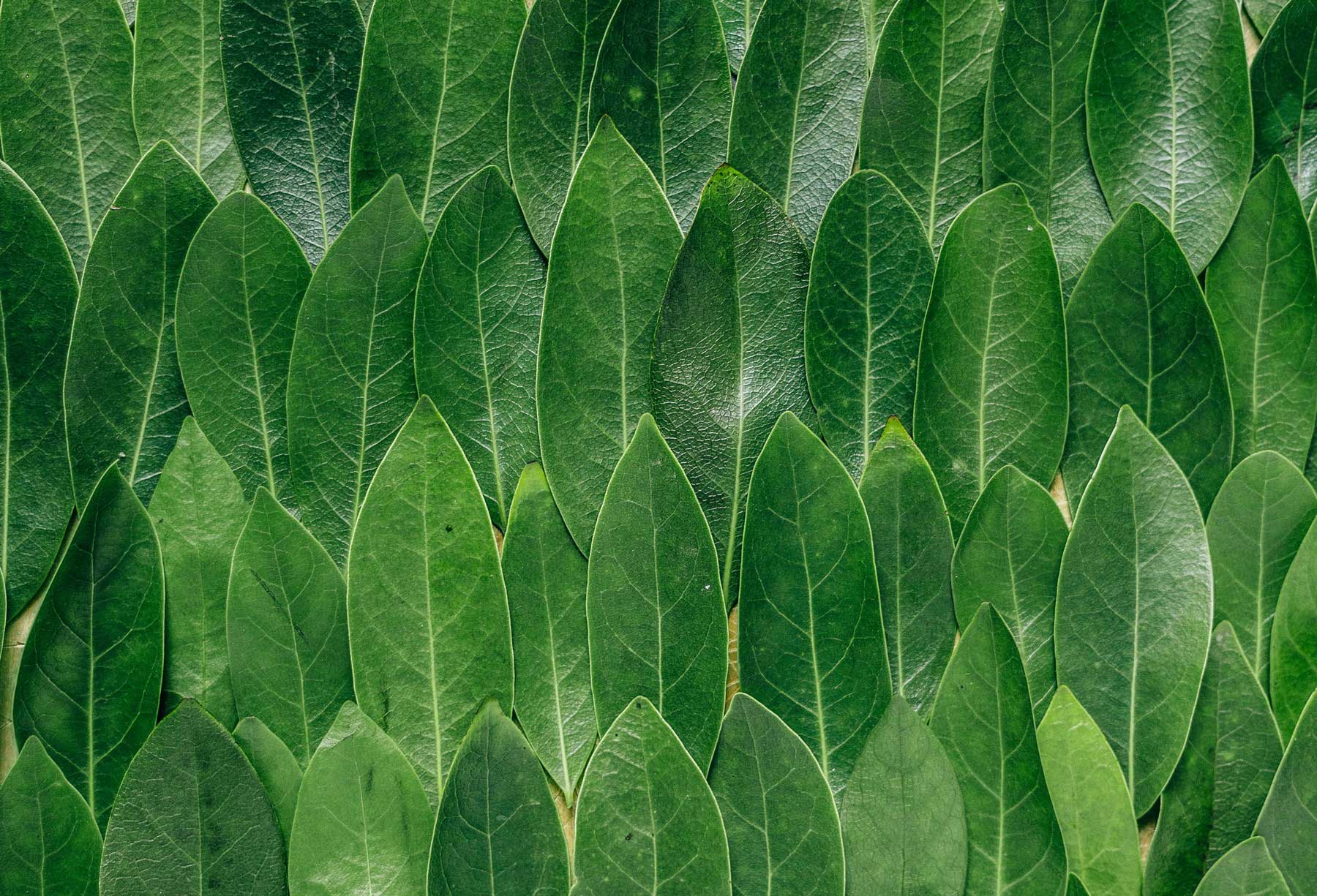 Dia do Meio Ambiente: conheça o fundo verde da Warren e sua estratégia